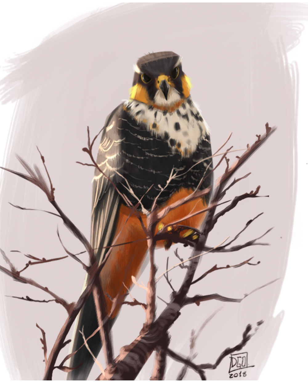 ArtStation - bird study