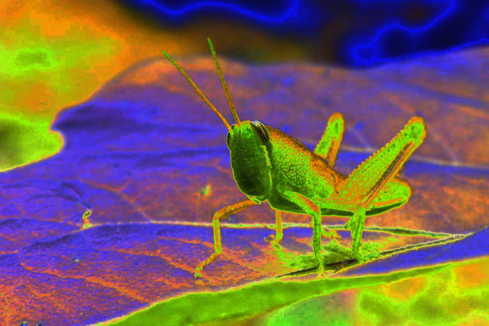 Stephanie Simons - Misc Digital Art