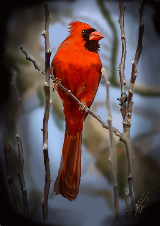 ArtStation - Proud Cardinal