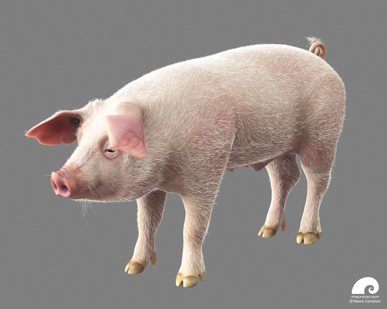 ArtStation - Pig