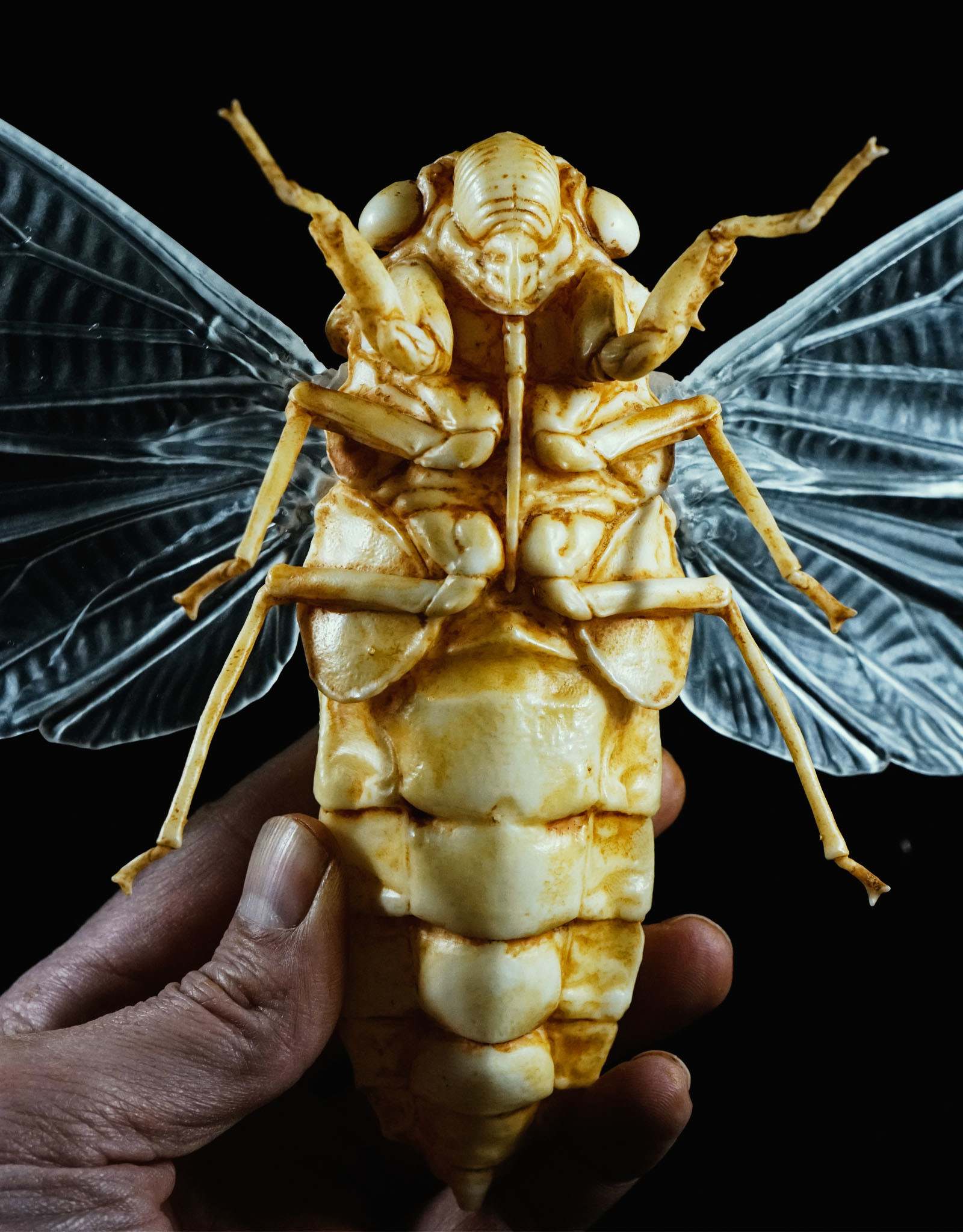 Paul Braddock - Megapomponia - Skull Cicada