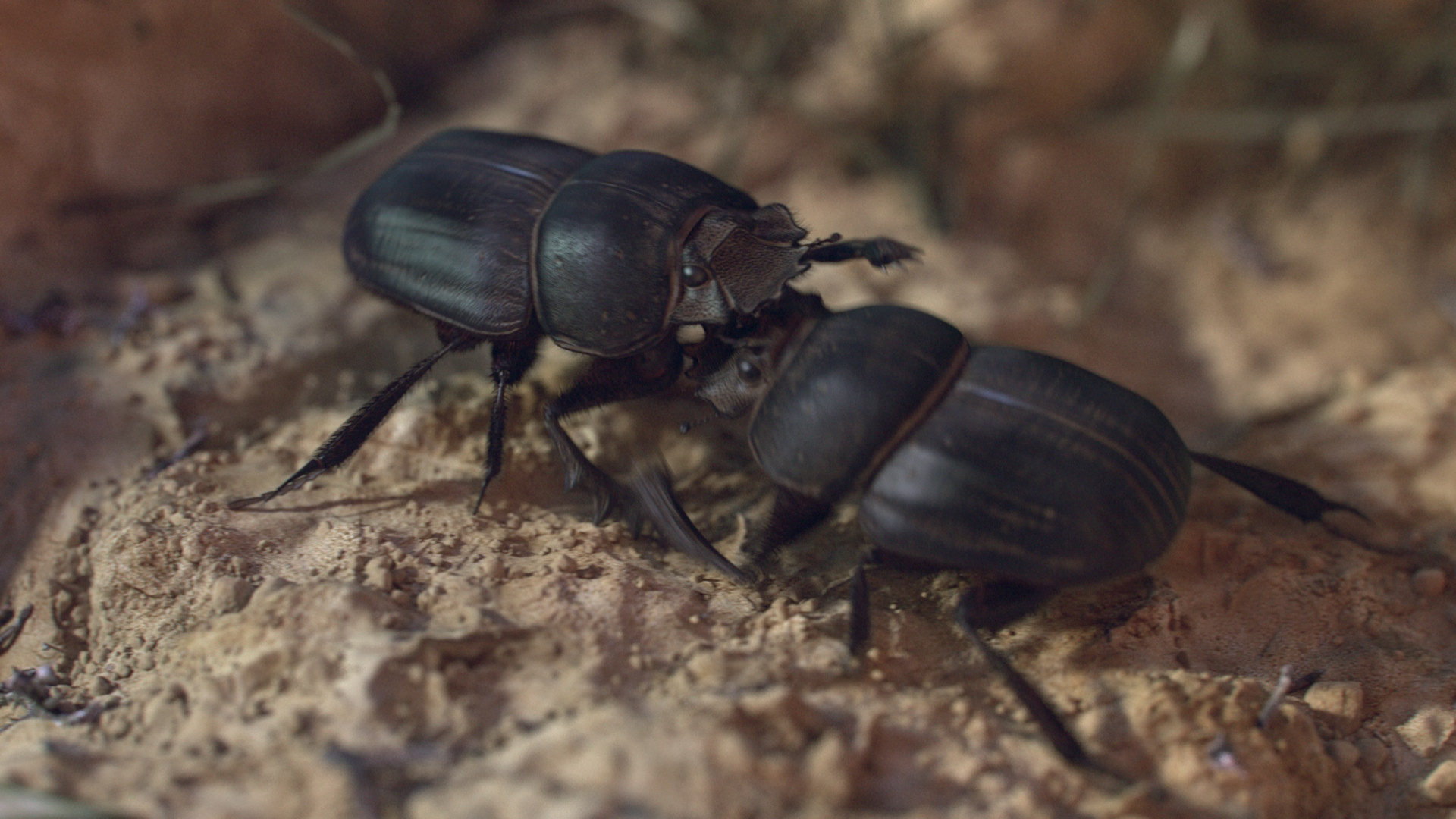 ArtStation - Scarab fight