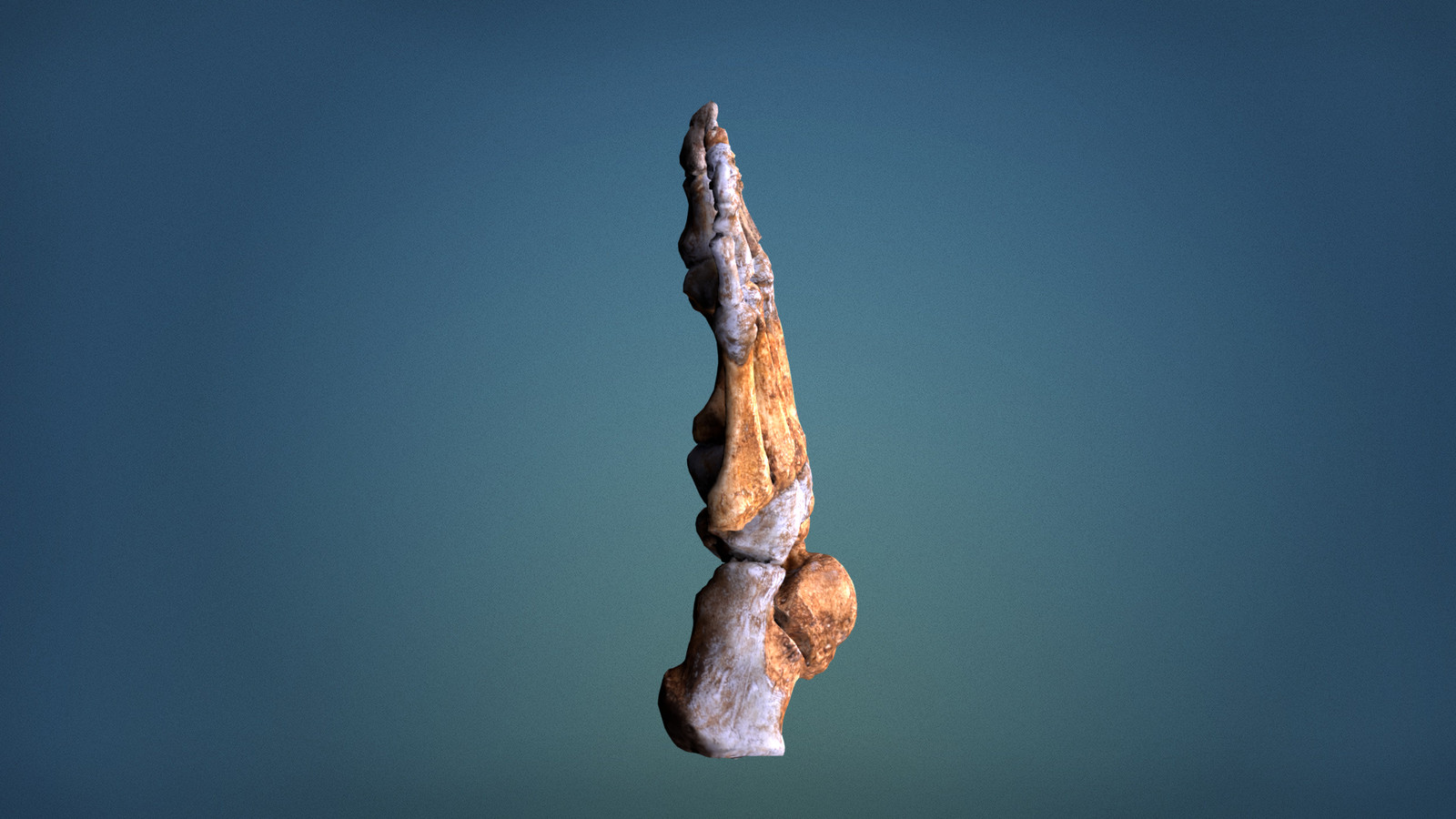 Rᴀᴋɪʙ Hᴏꜱꜱᴀɪɴ - Neanderthal Foot (Photogrammetry)