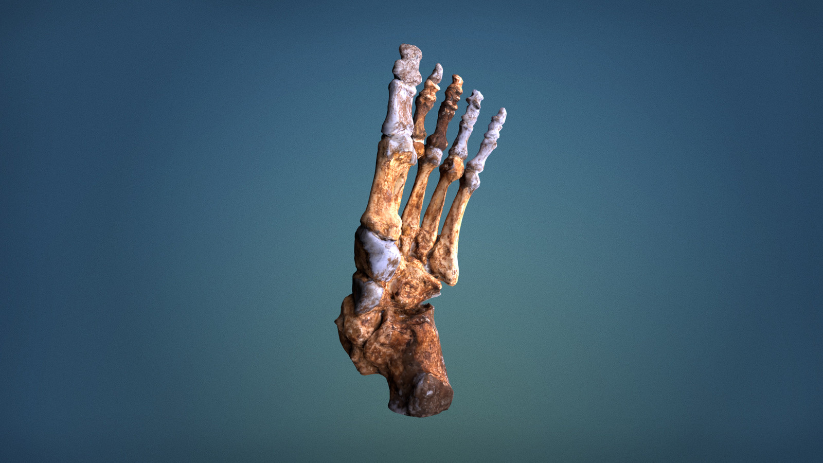 Rᴀᴋɪʙ Hᴏꜱꜱᴀɪɴ - Neanderthal Foot (Photogrammetry)