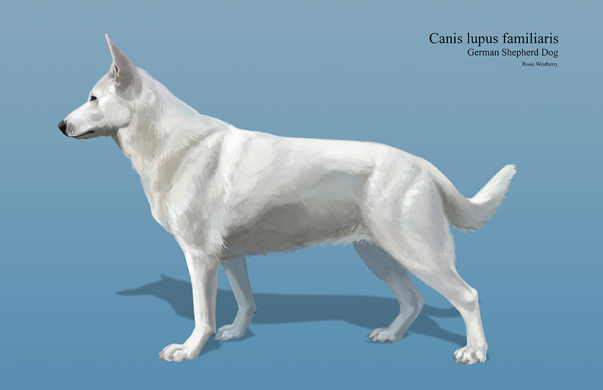 Muscular German Shepherd