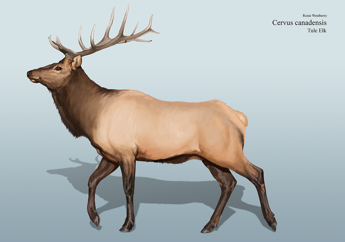 ArtStation - Elk