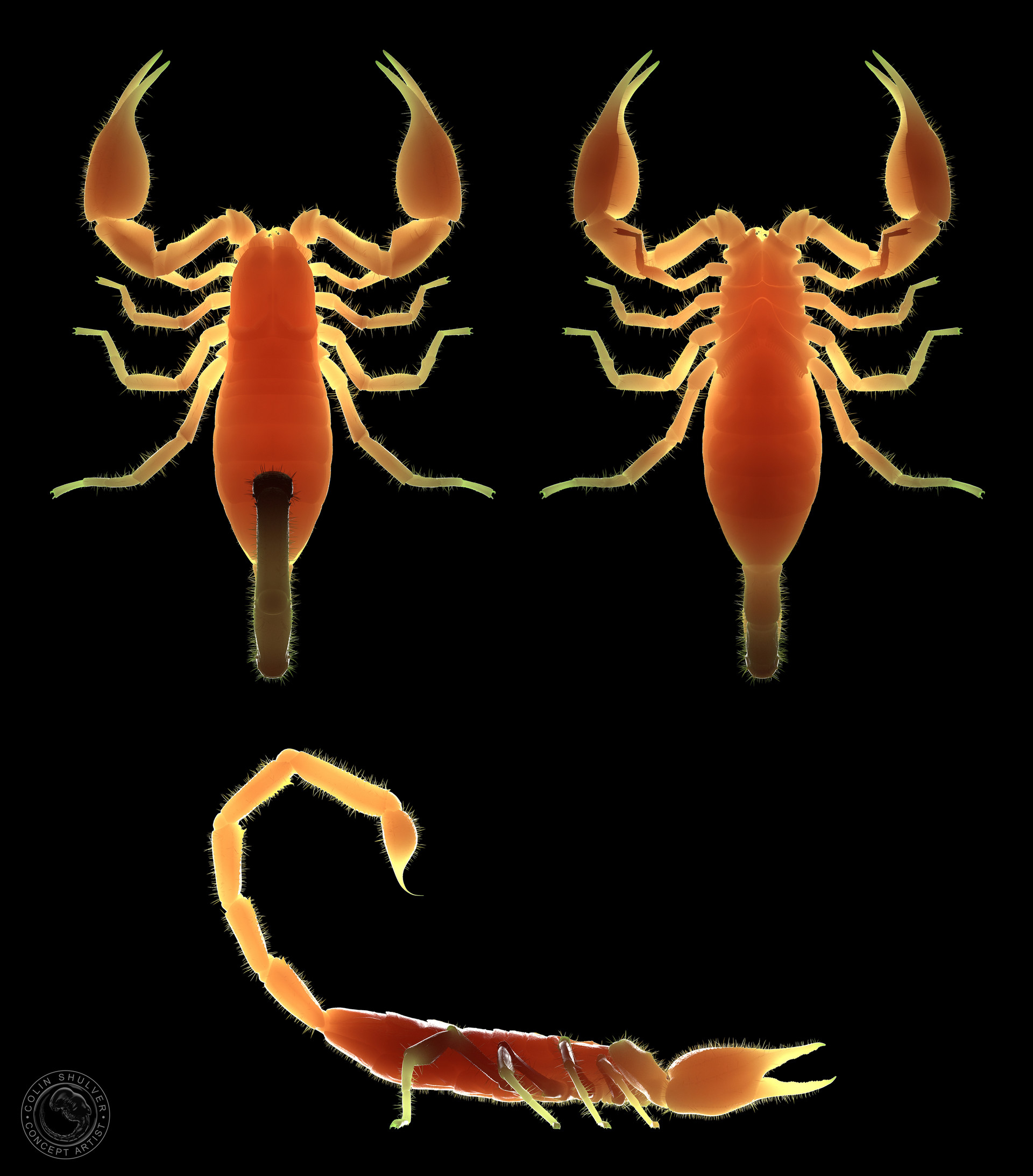 COLIN SHULVER - Scorpion