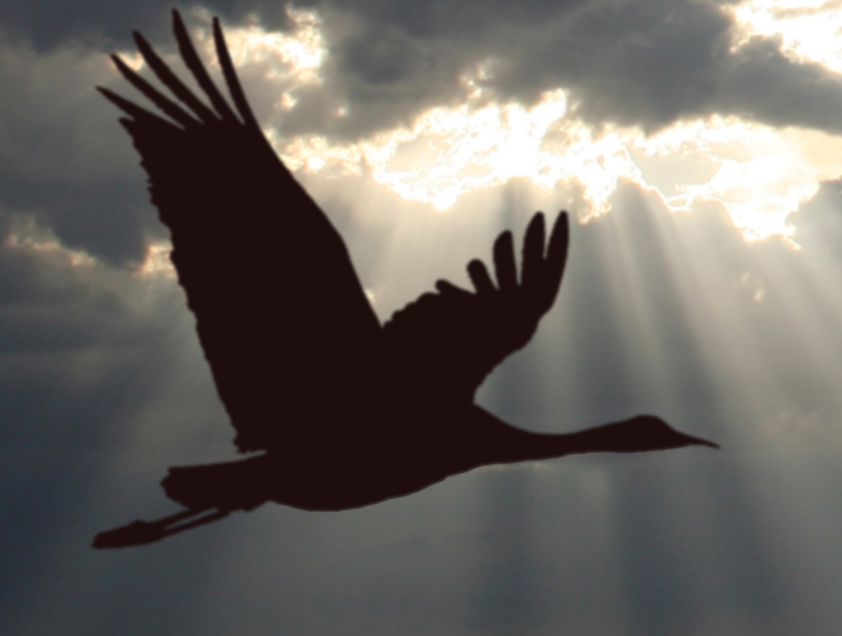 Bergin Natcher - Chapter 5 : Introducing Layers