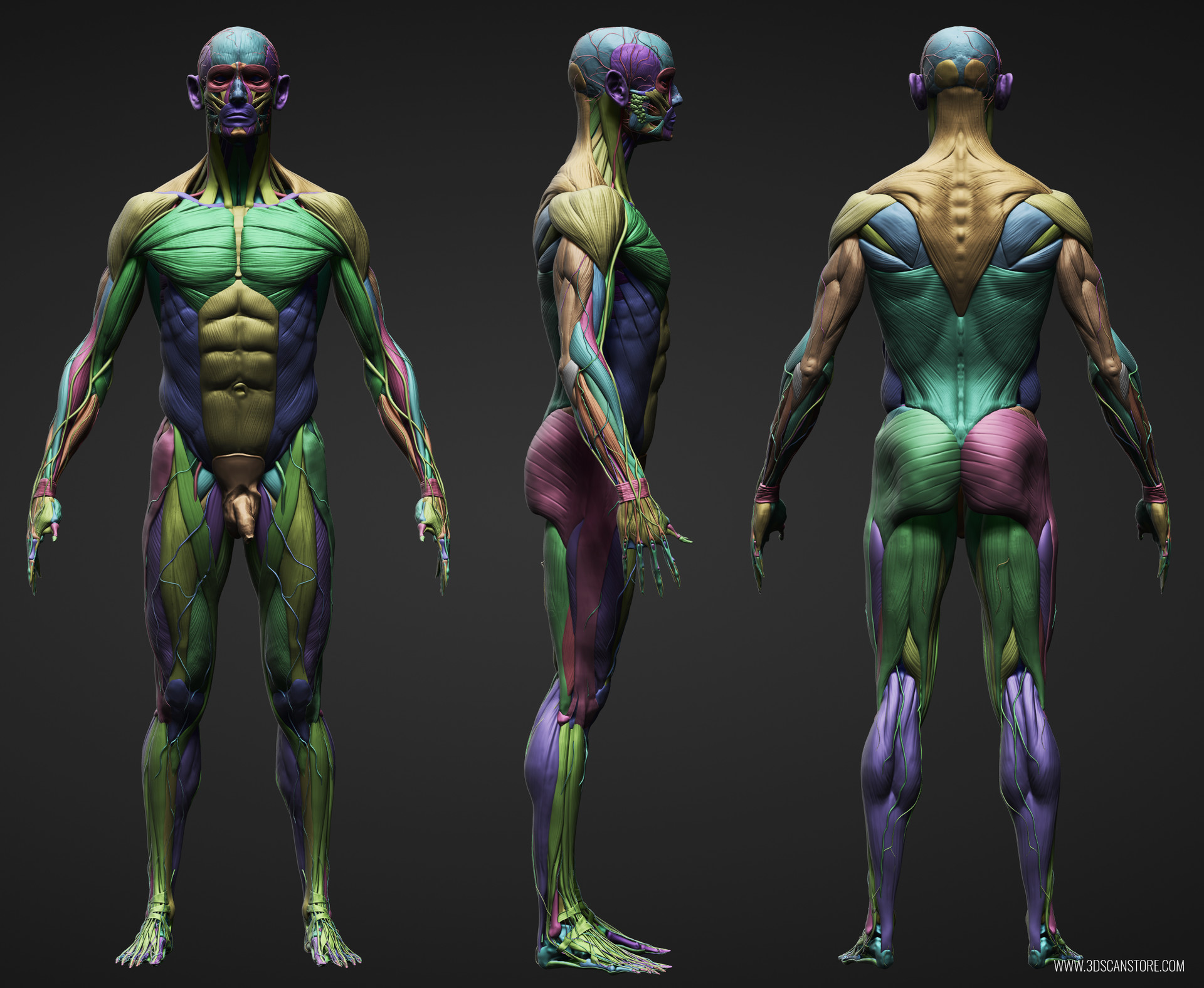 3D Scan Store - Scan Based Male And Female Ecorche