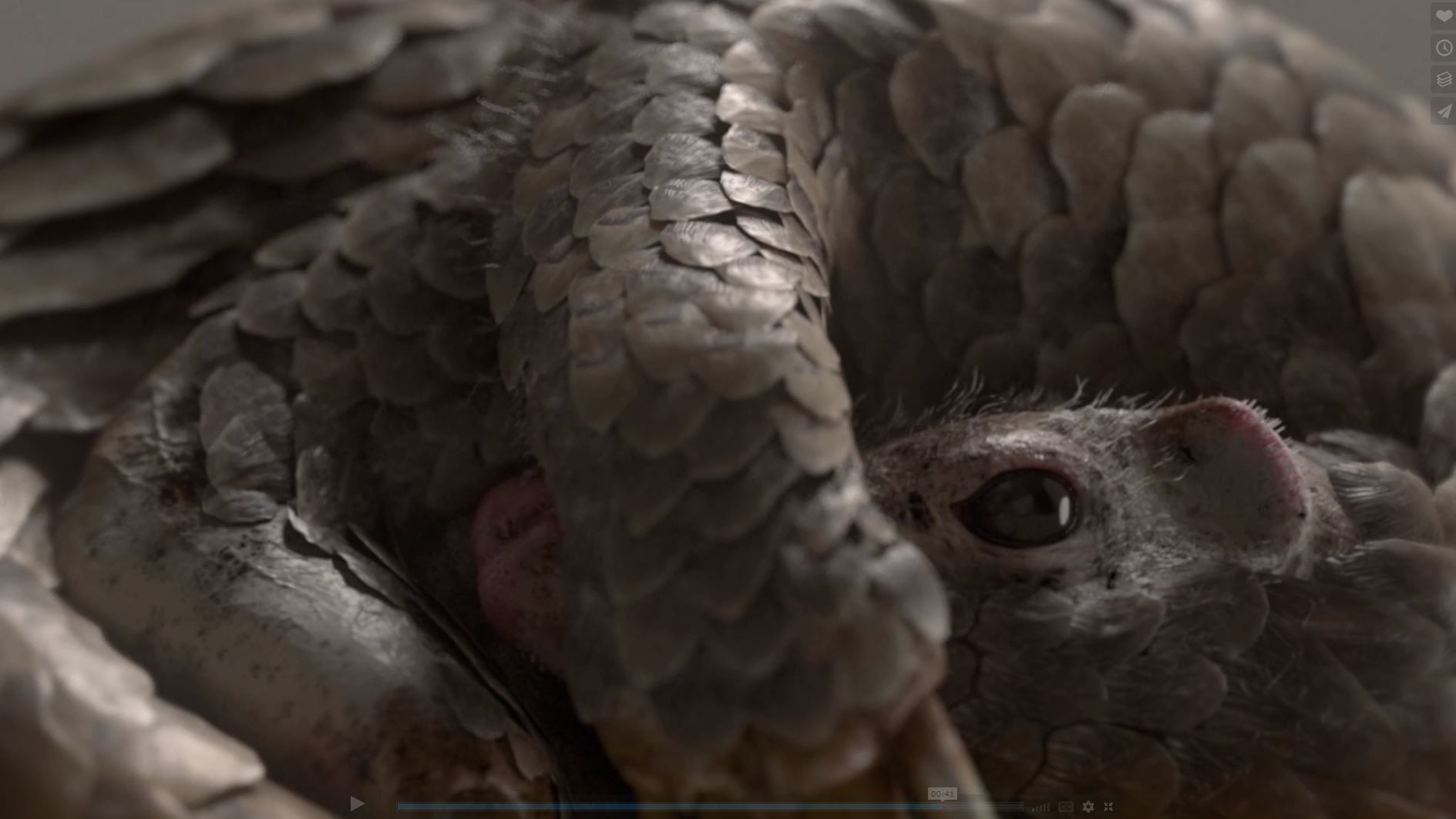 ArtStation - WildAid Commercial