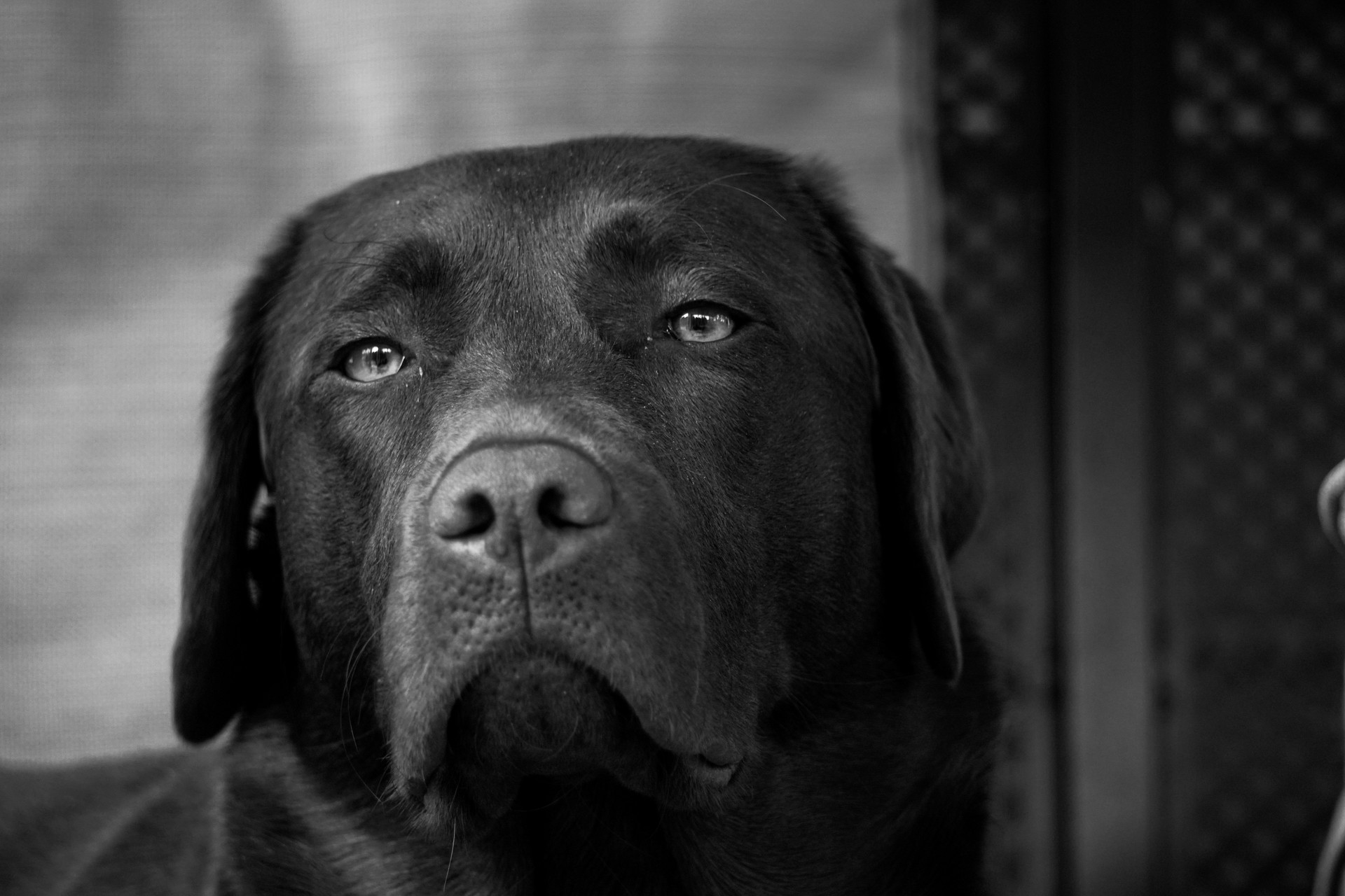 ArtStation - Dramatic Dog