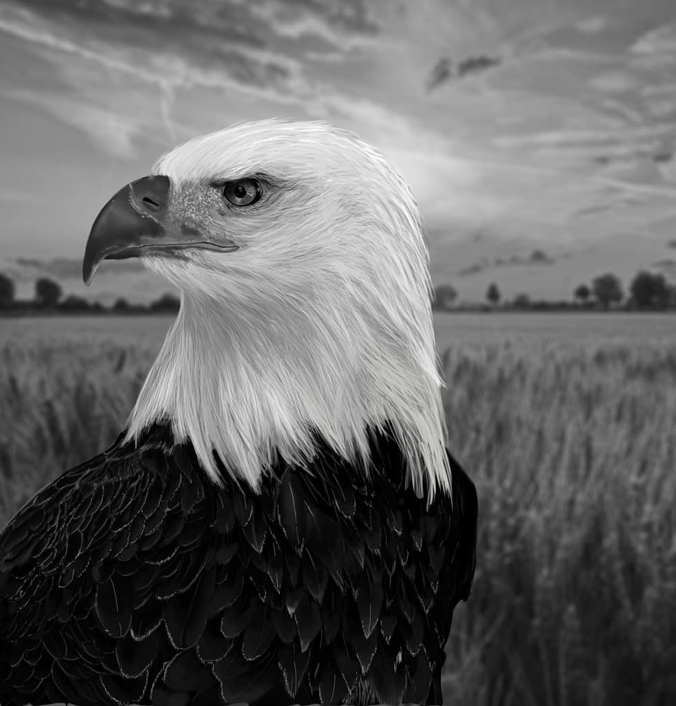 ArtStation - Bald eagle digital painting