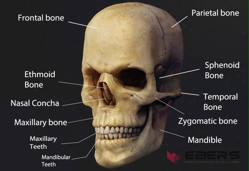 Skull Labeled