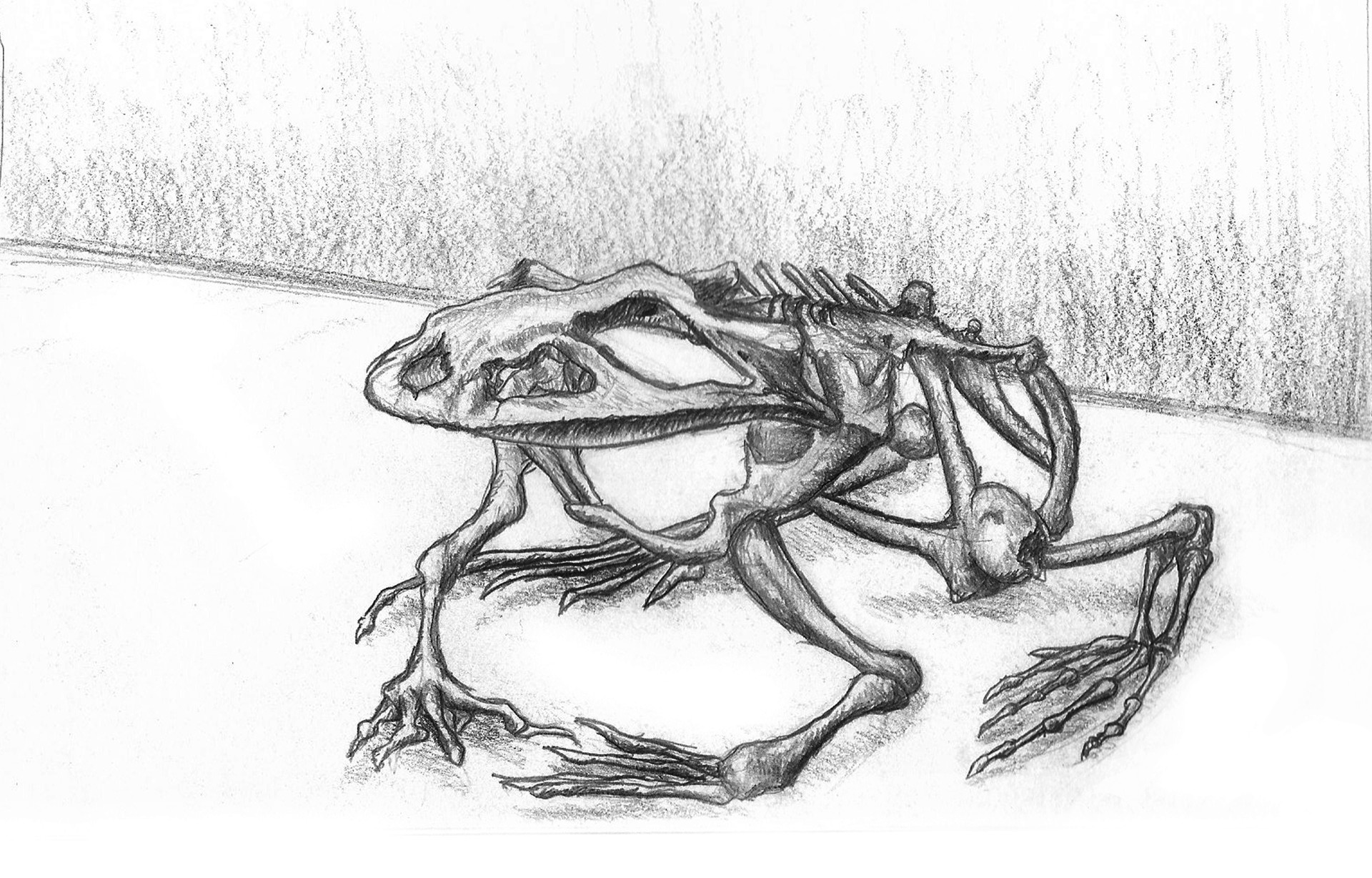 how to draw skull of frog