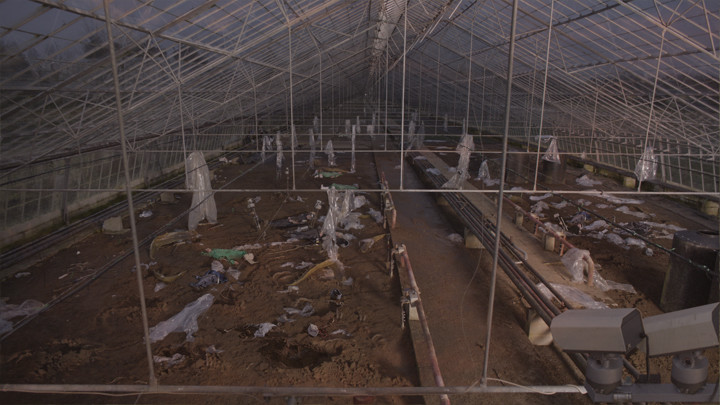 Mitchell Stuart - Day of the Triffids