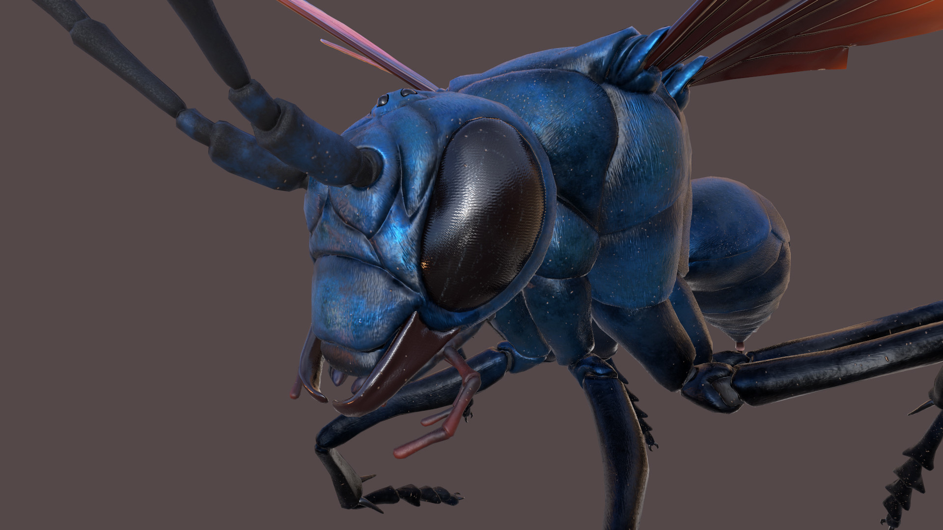 tarantula hawk anatomy