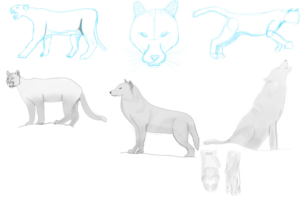 How To Draw A Mountain Lion