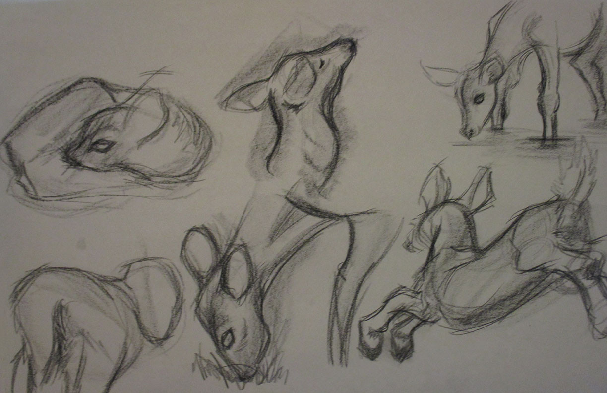 ArtStation - Animal Study