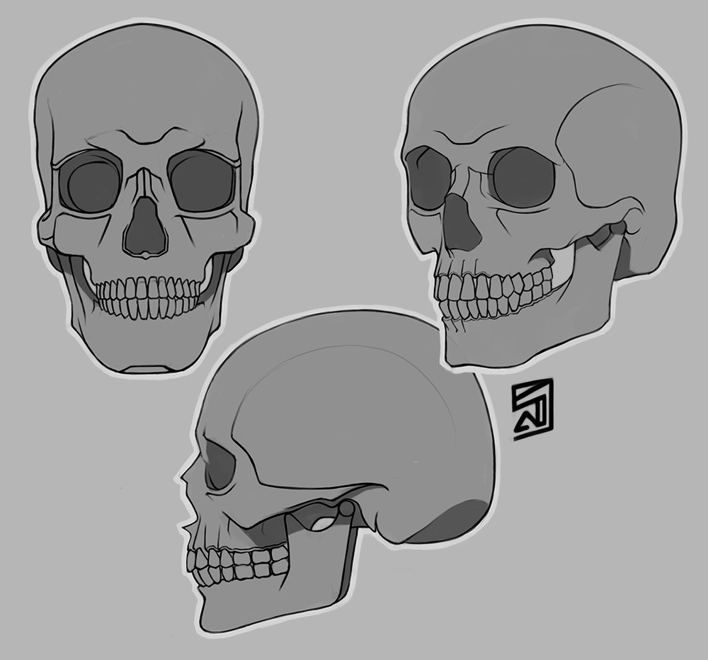 skull reference profile