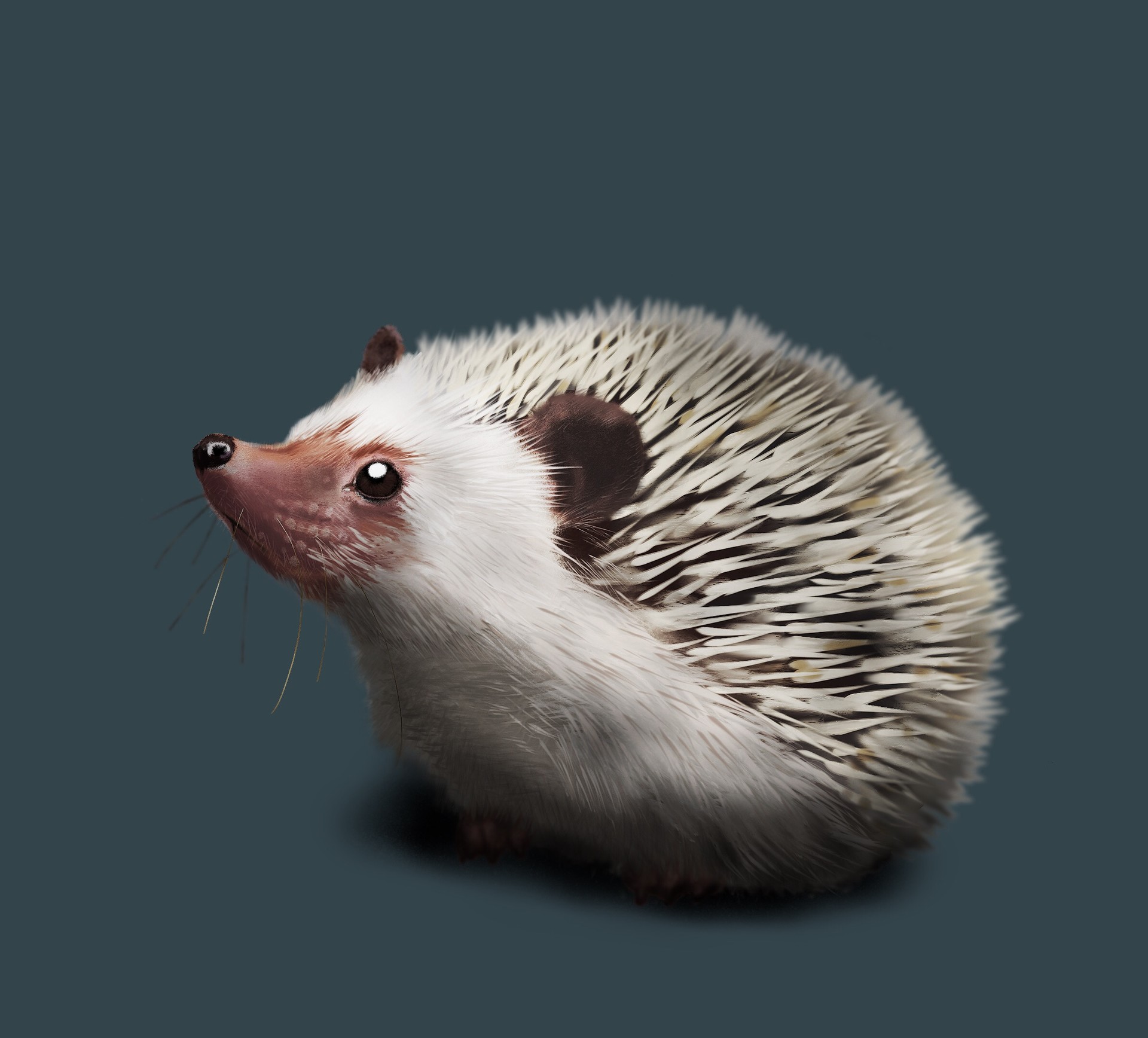 ArtStation - Hedgehog