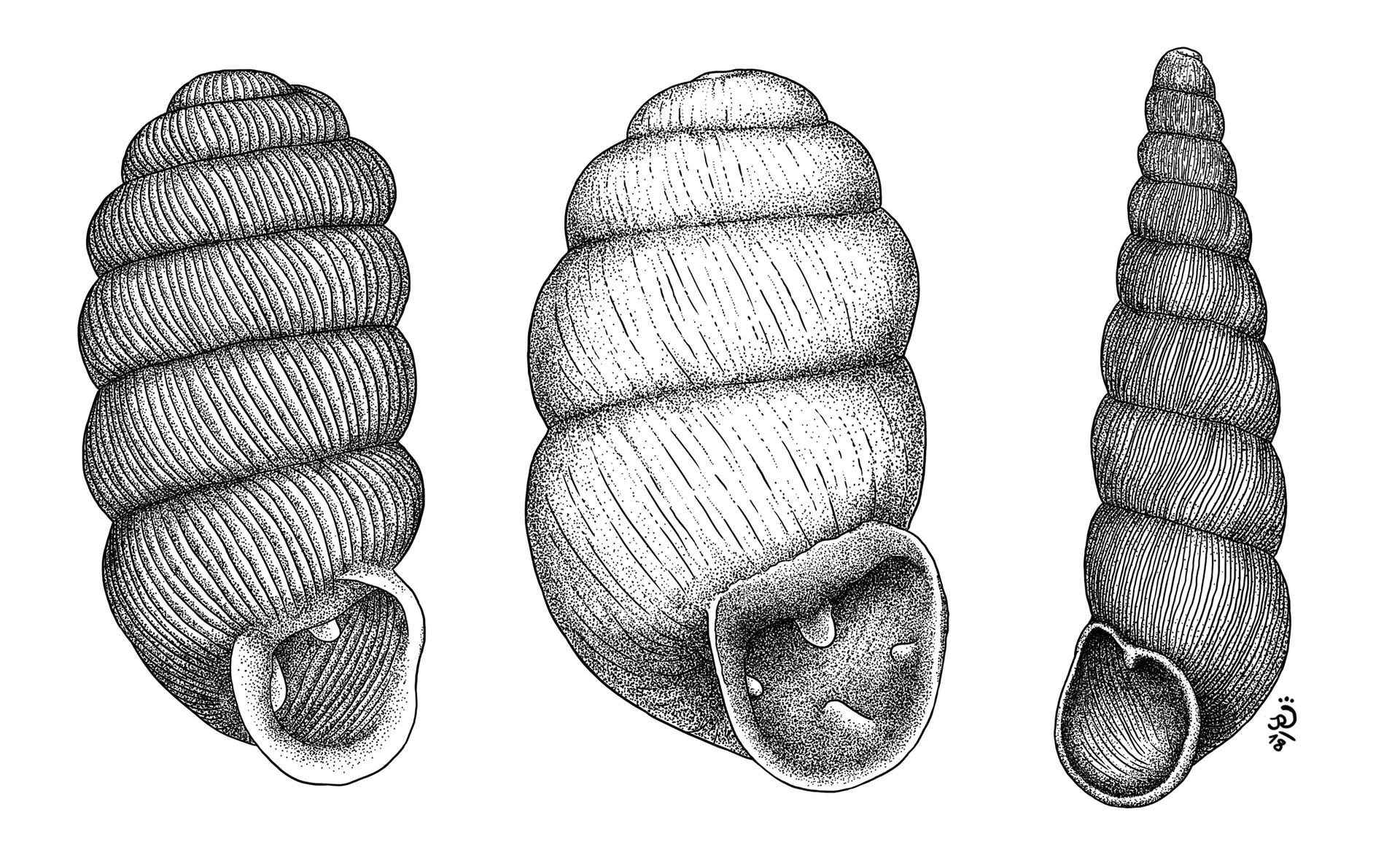 ArtStation - Gastropods I