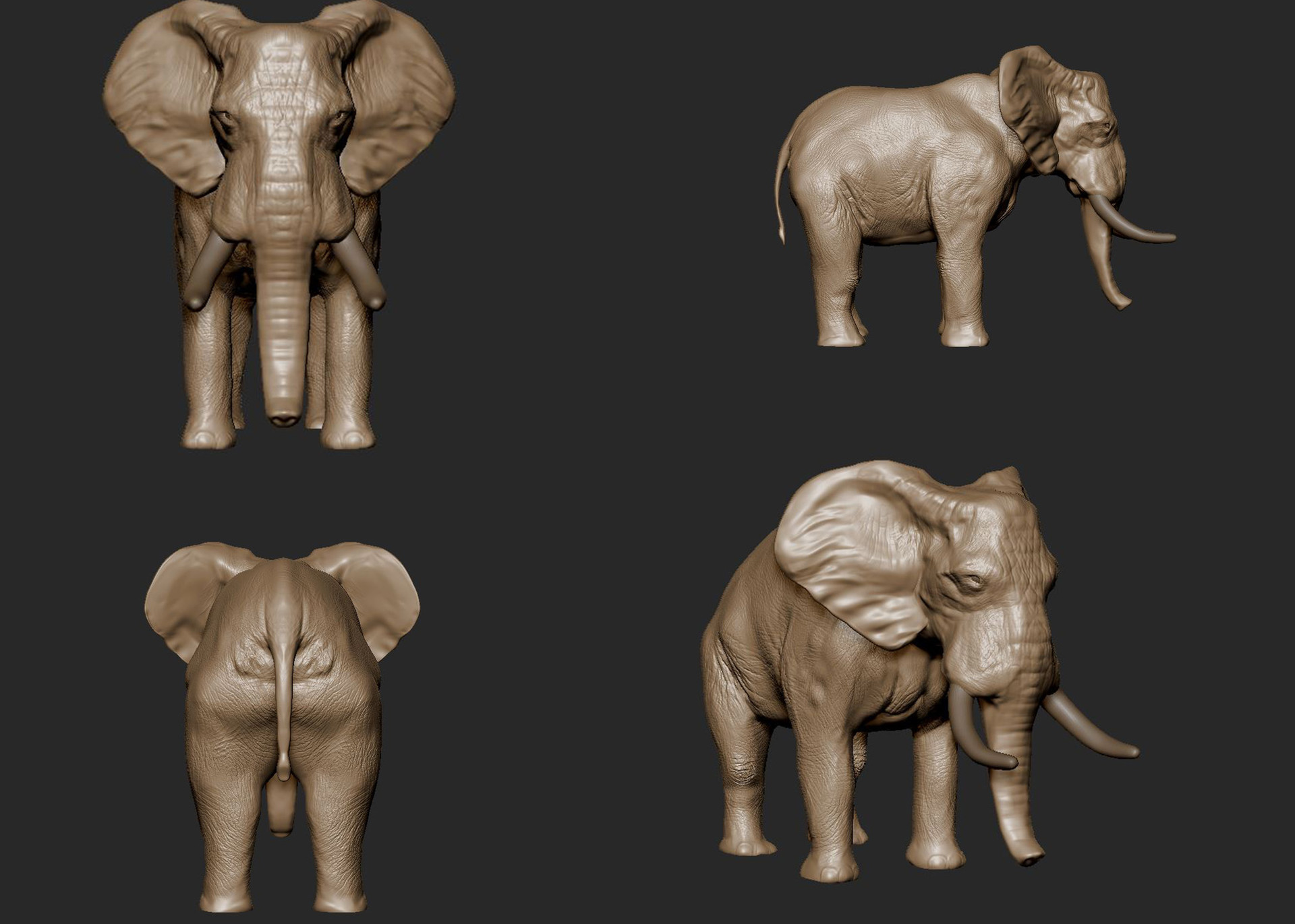 ArtStation - Elephant Model