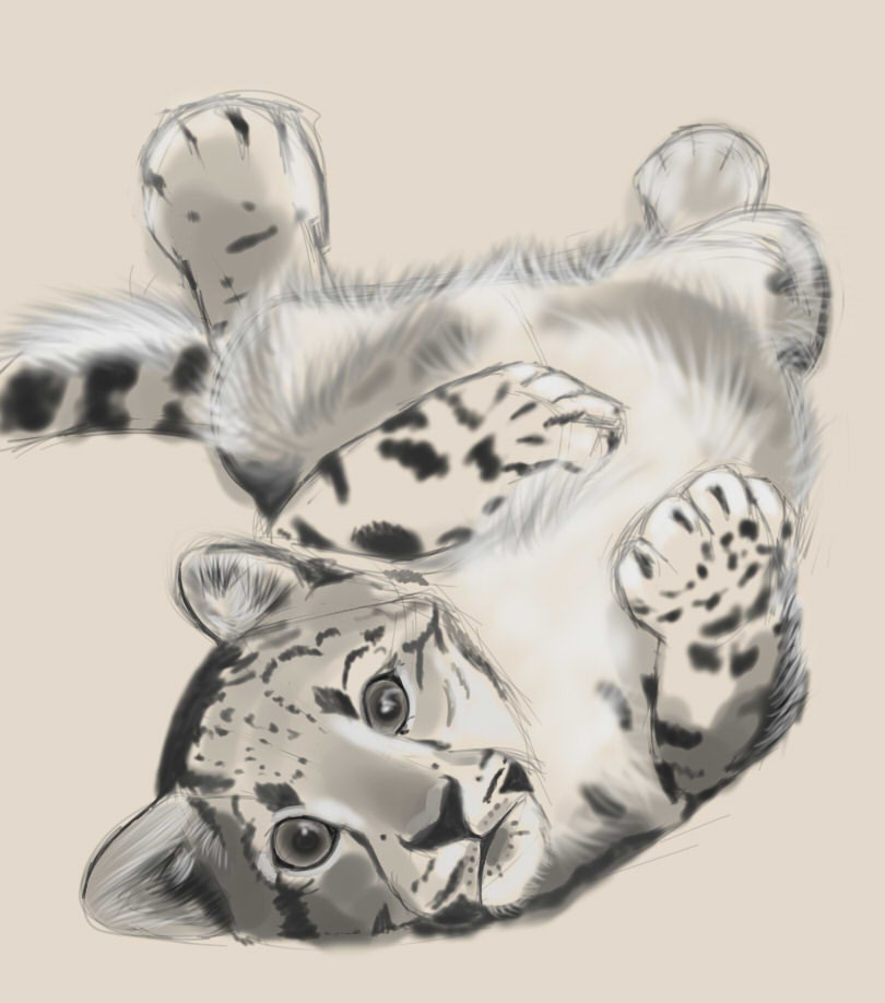 easy snow leopard drawing