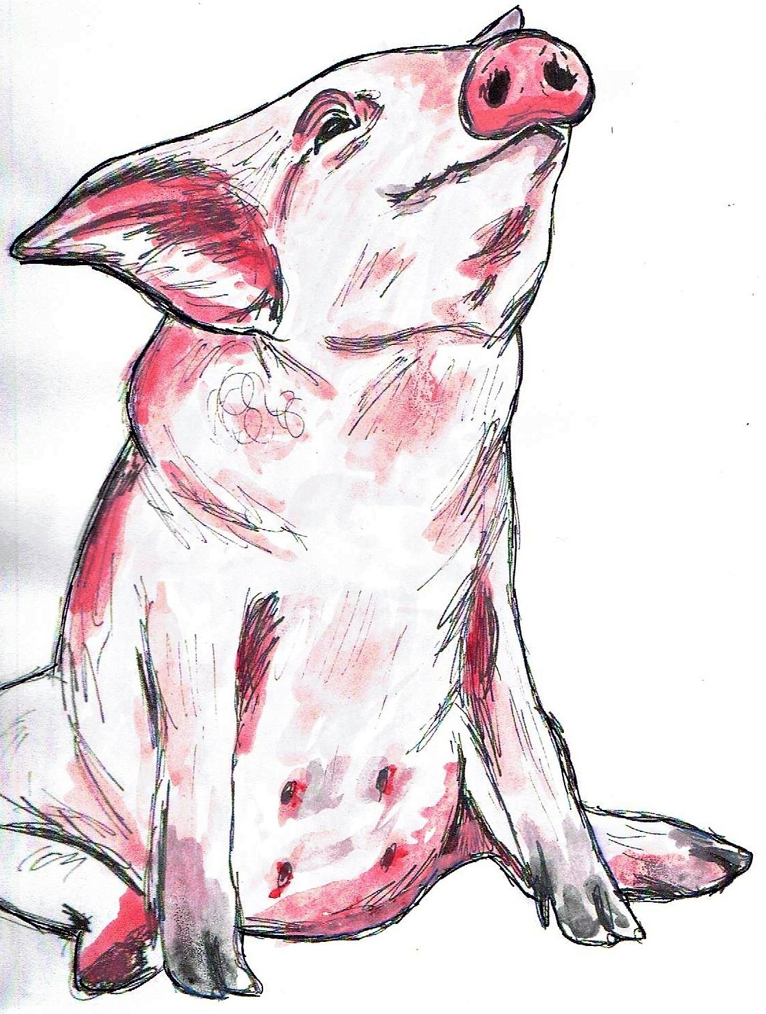 ArtStation - Comic pig