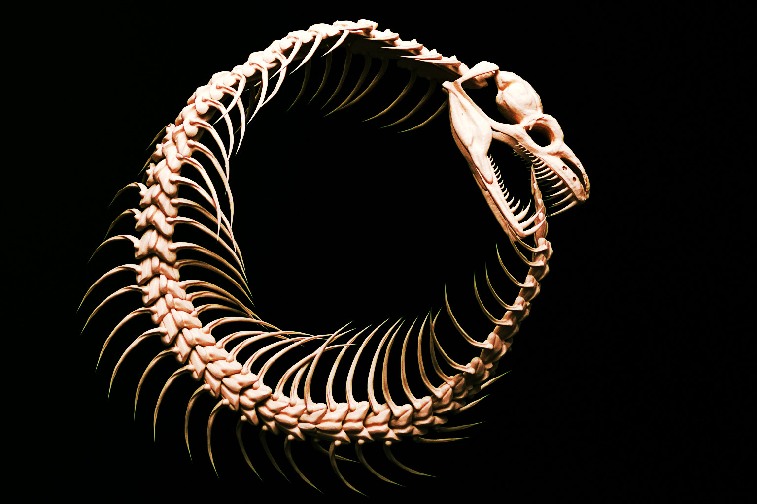 Ouroboros Snake Skeleton