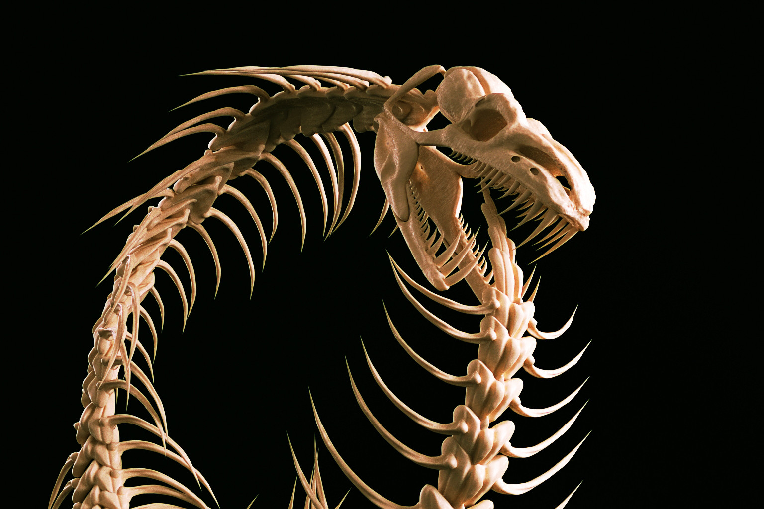 Ouroboros Snake Skeleton