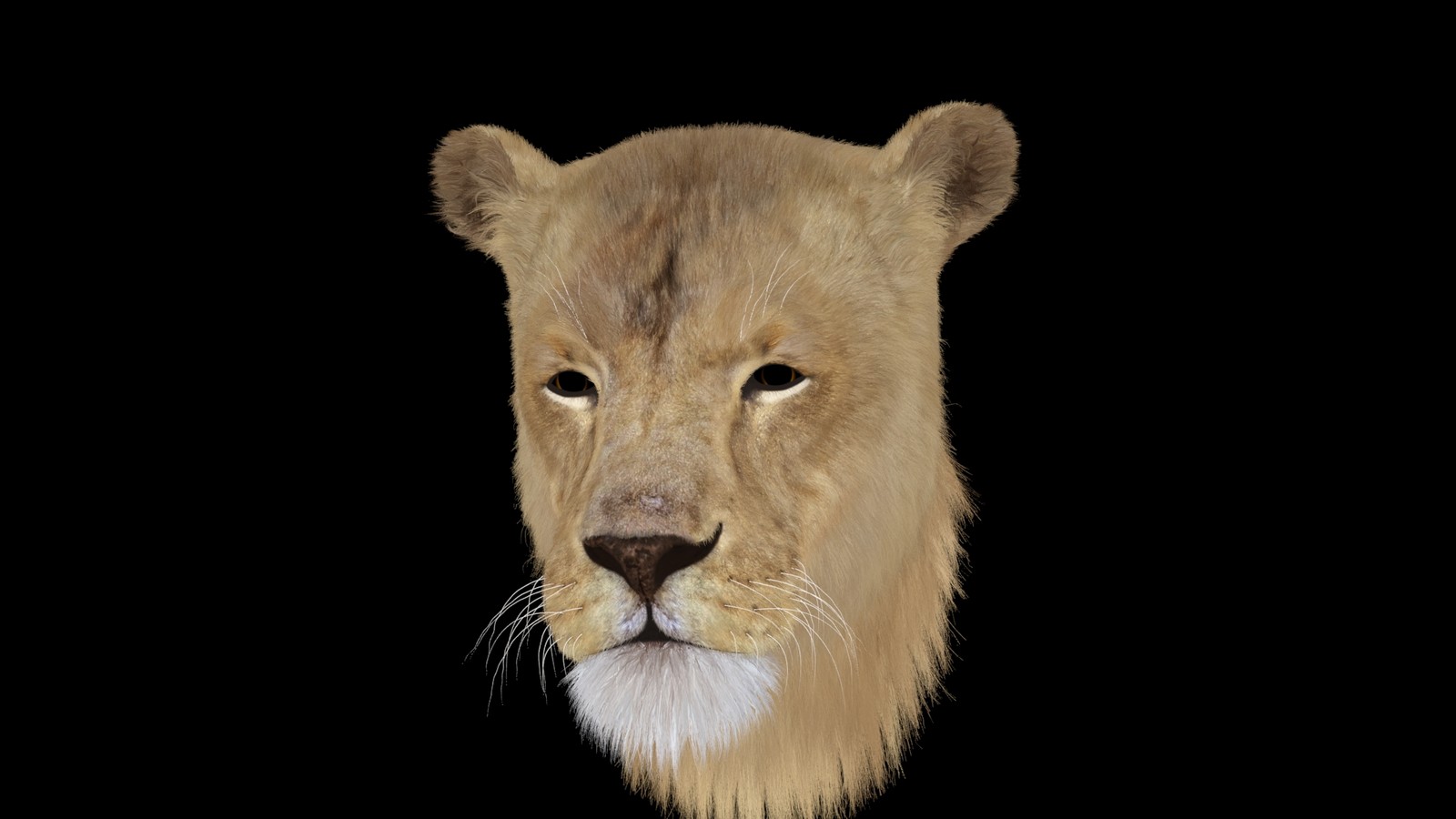 Arjun Chandrakant Sawant - Lion Head - Yeti Fur Grooming Study