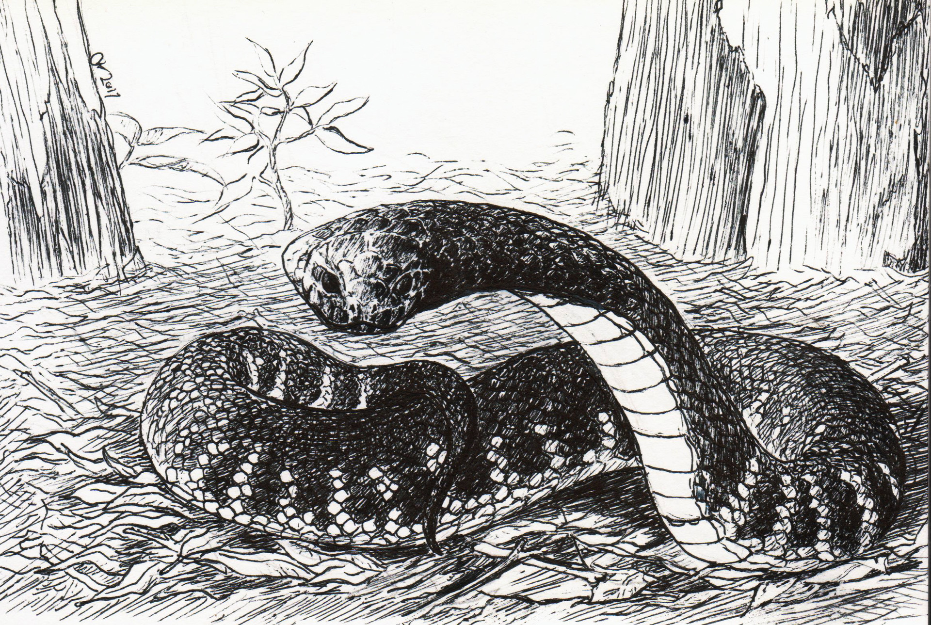how to draw tiger snake