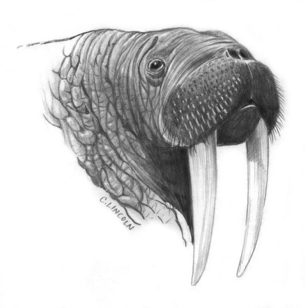 Walrus Pencil Drawing
