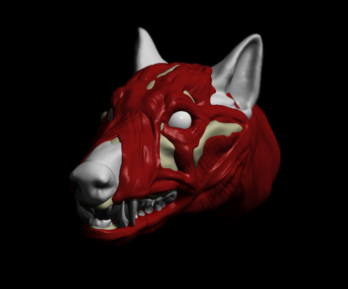 Wolf Head Muscle Anatomy