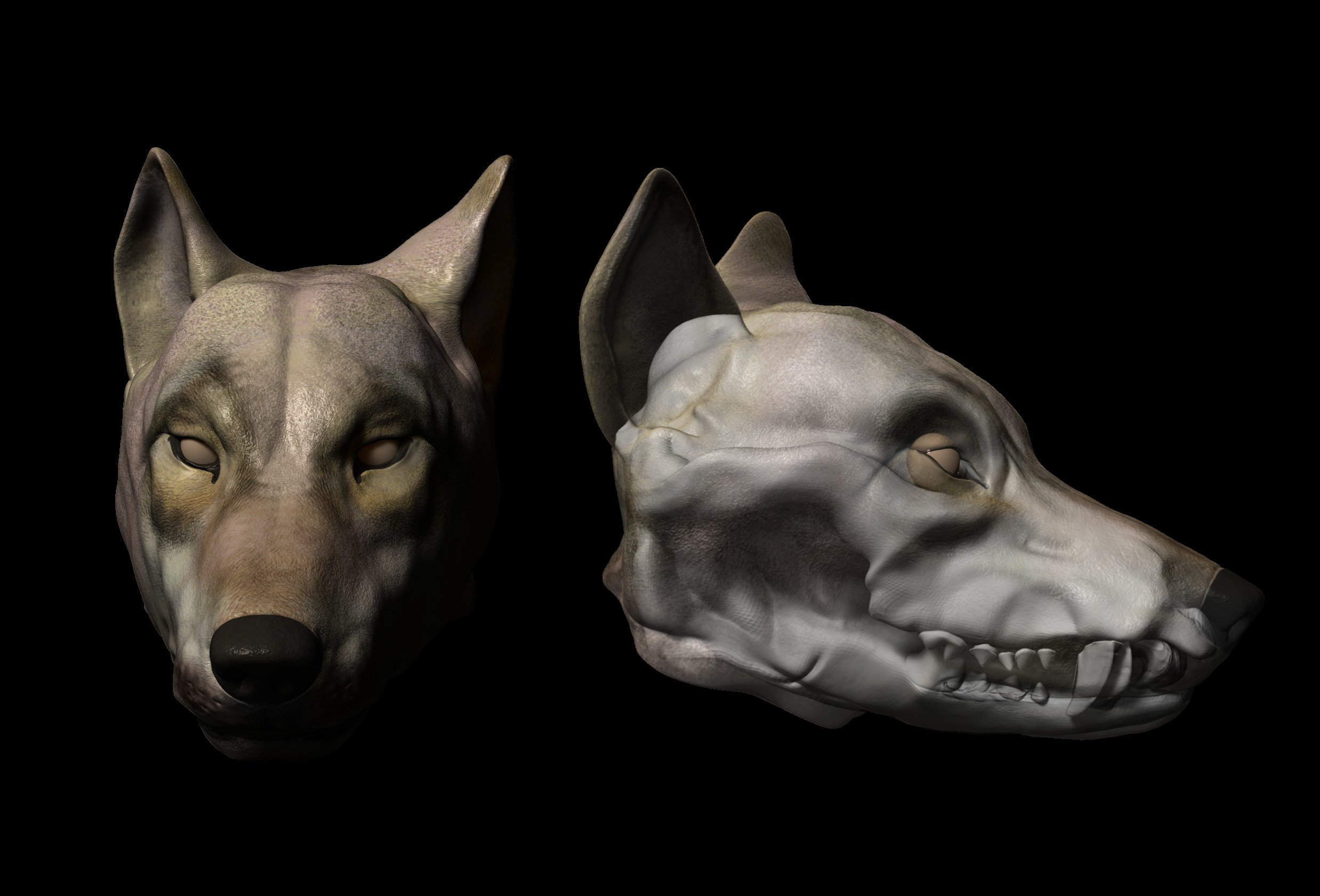 Wolf Head Muscle Anatomy