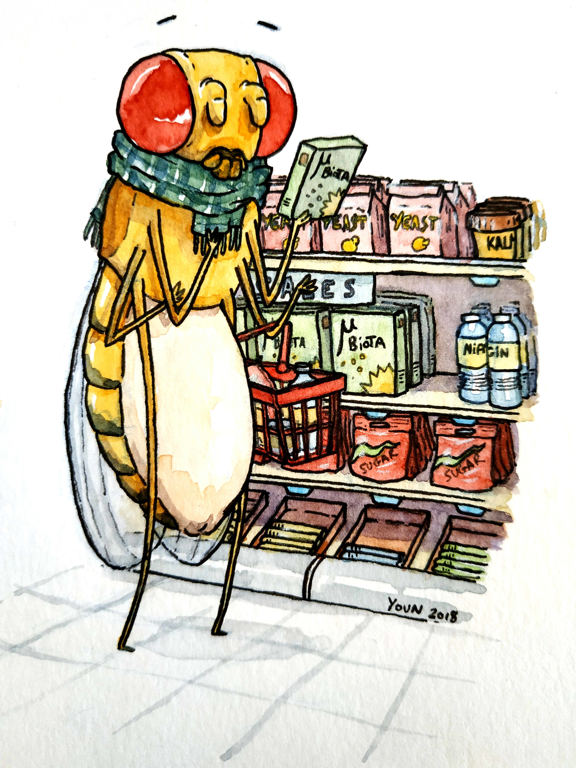 Youn Henry - Fruit fly grocery