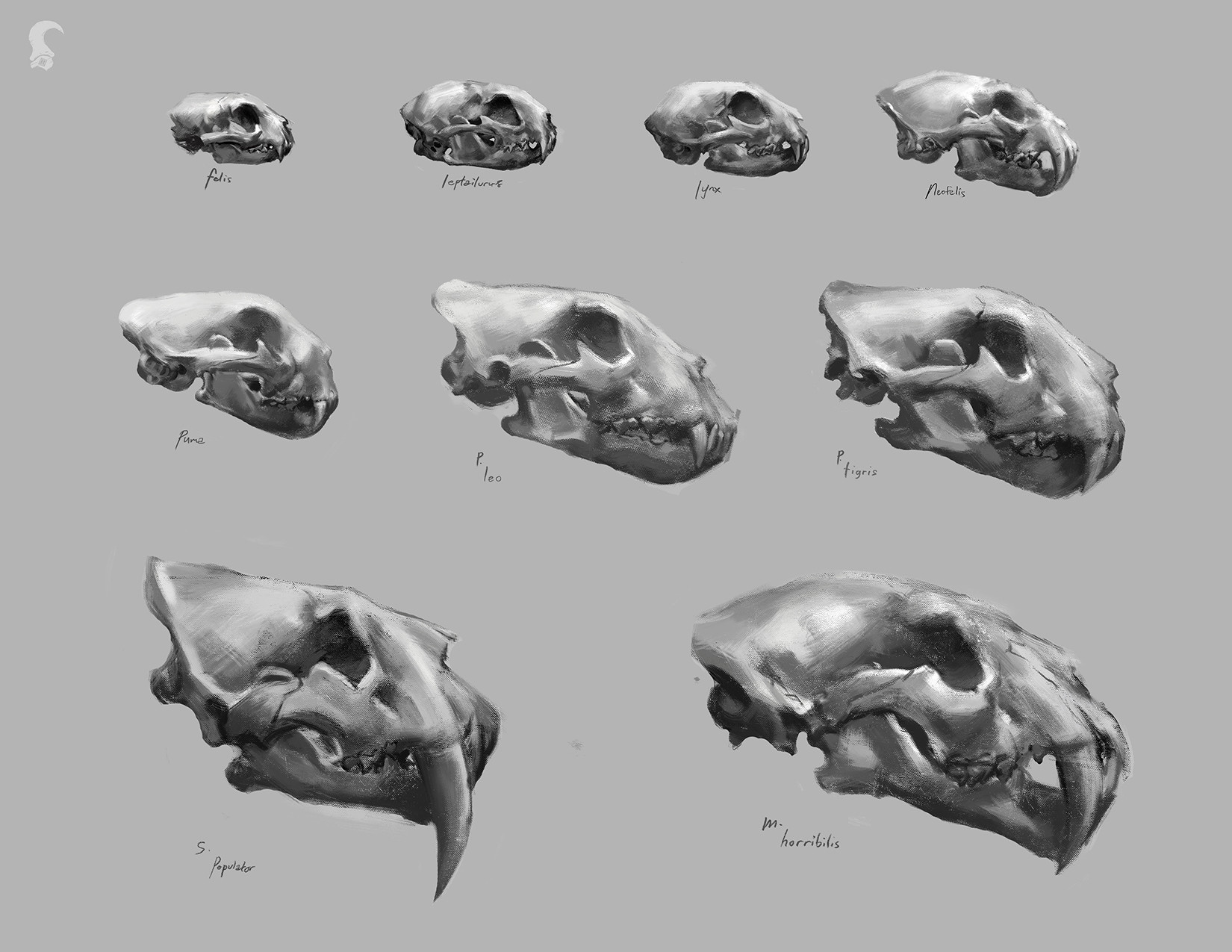 ArtStation - Cat skulls
