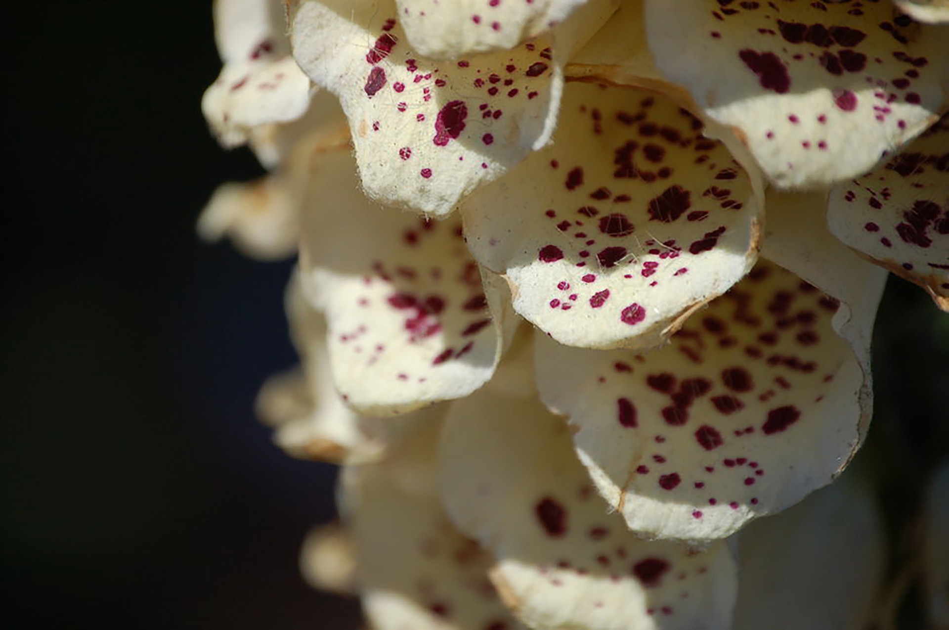 ArtStation - Sweet Bells