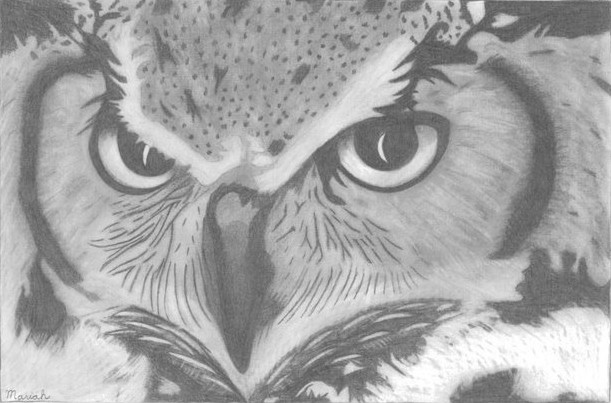 how to draw a realistic owl face