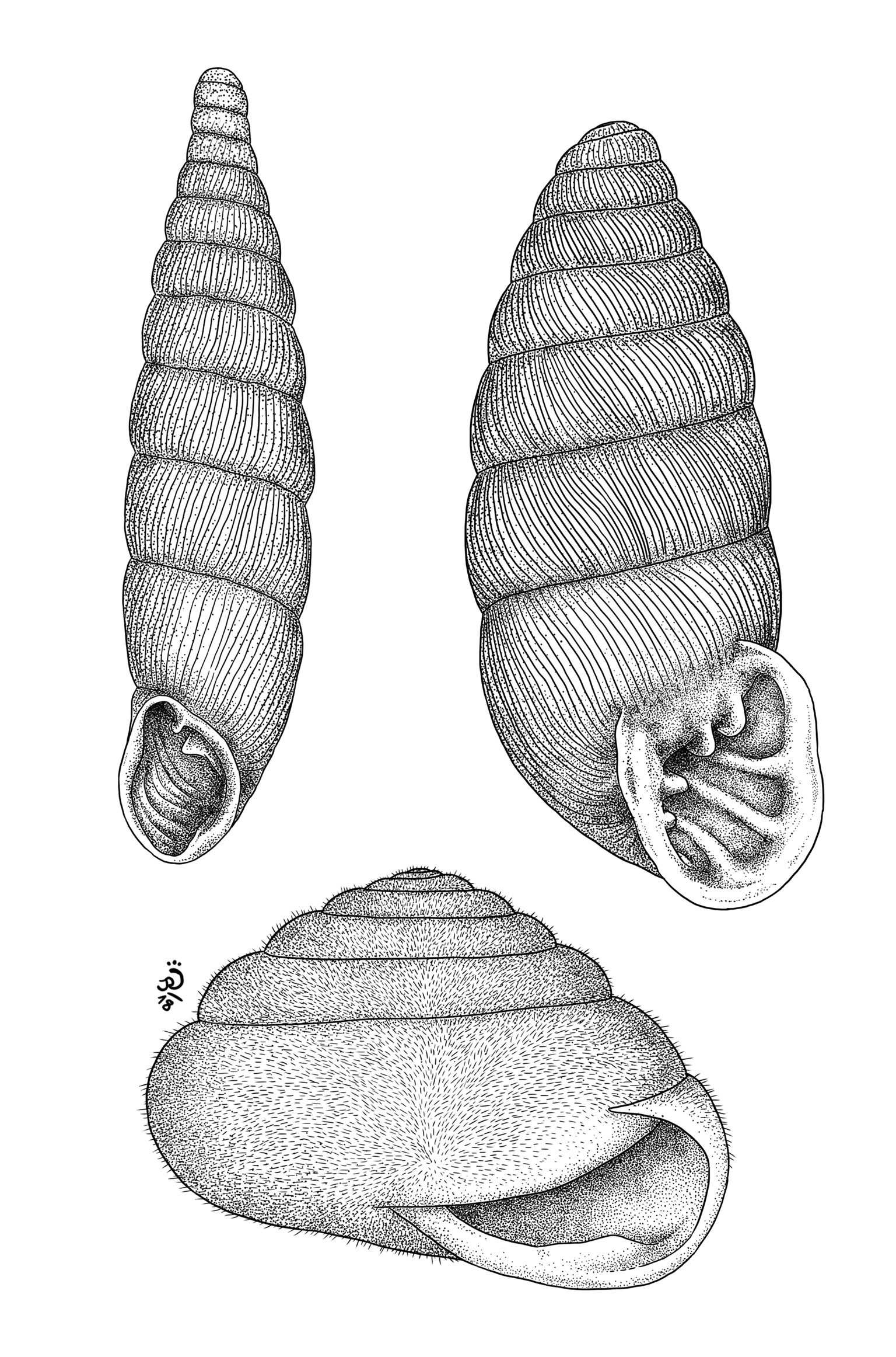 ArtStation - Gastropods II