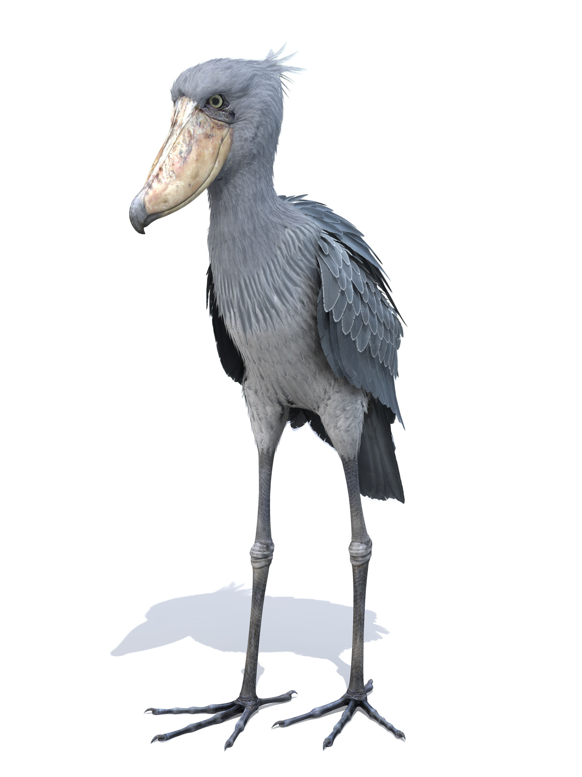 ArtStation - Balaeniceps-Rex