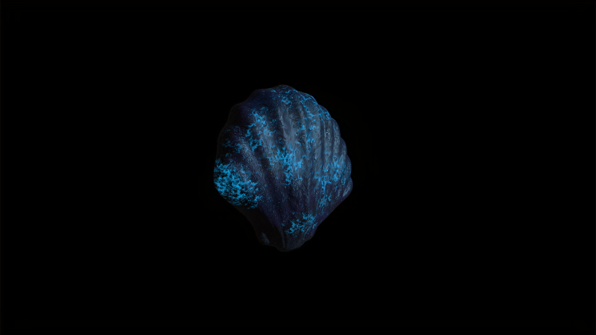 Maeva Crocq - Calico Scallop