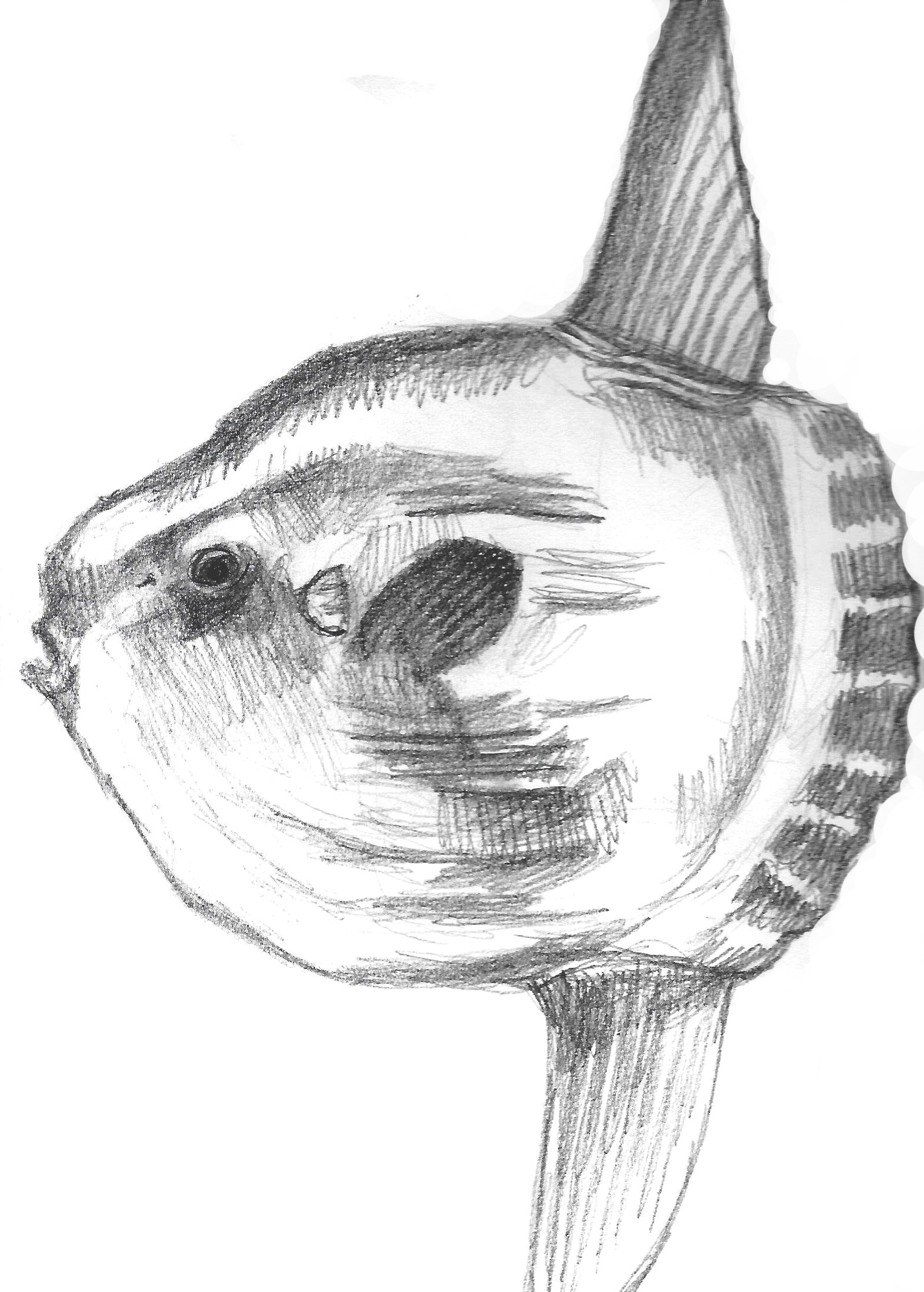 how to draw ocean sunfish