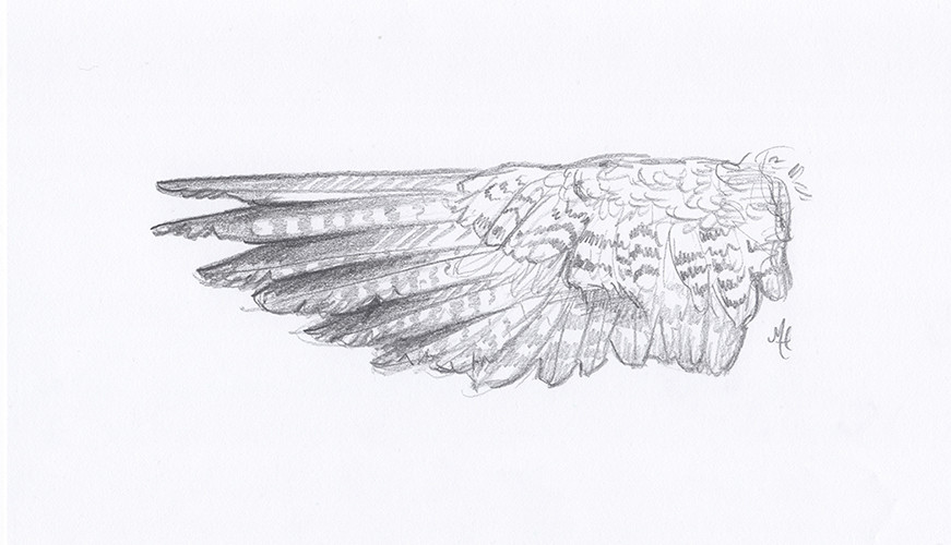 falcon wing drawing