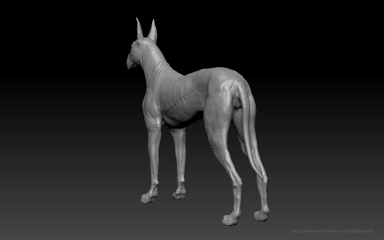 Winter SIRIRERKUDOMPORN - Great Dane Anatomy Study