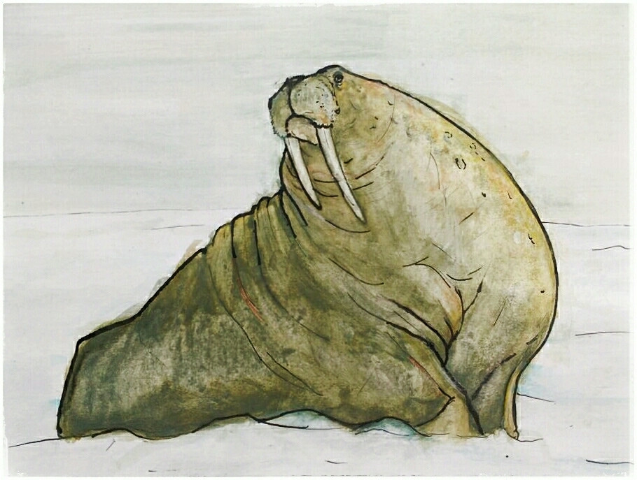 ArtStation - Walrus character