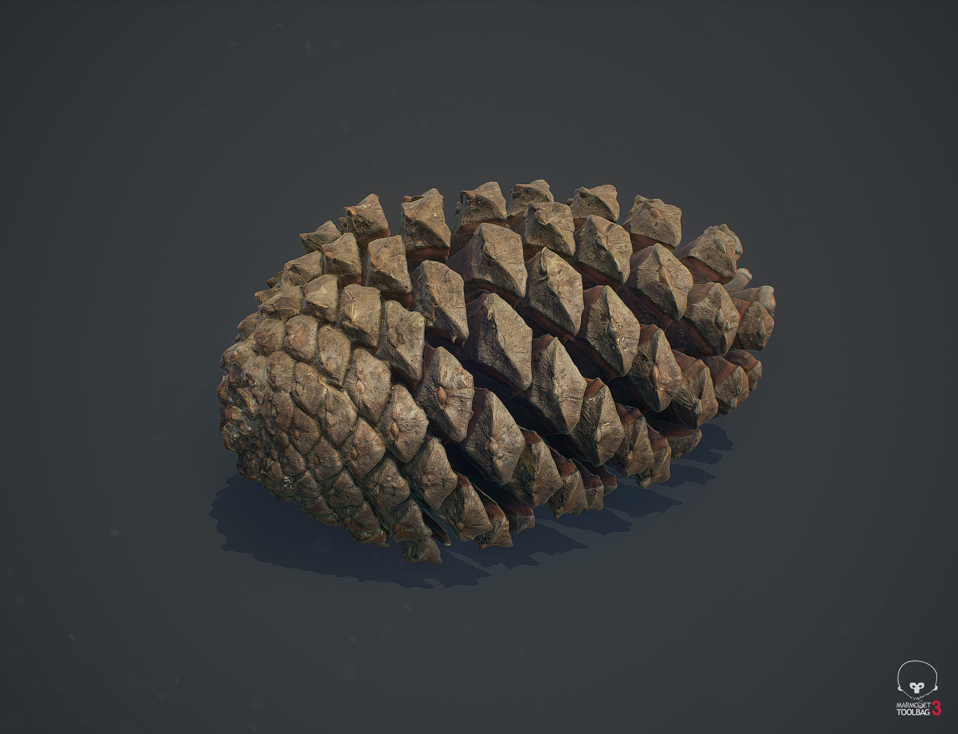 ArtStation - Forest Cone 360 Photogrammetry