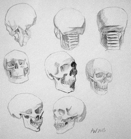 Andre Wahl - Anatomy for Artist – Anatomy Study Drawings Gallery