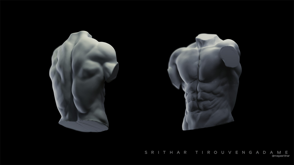 ArtStation - Torso anatomy study