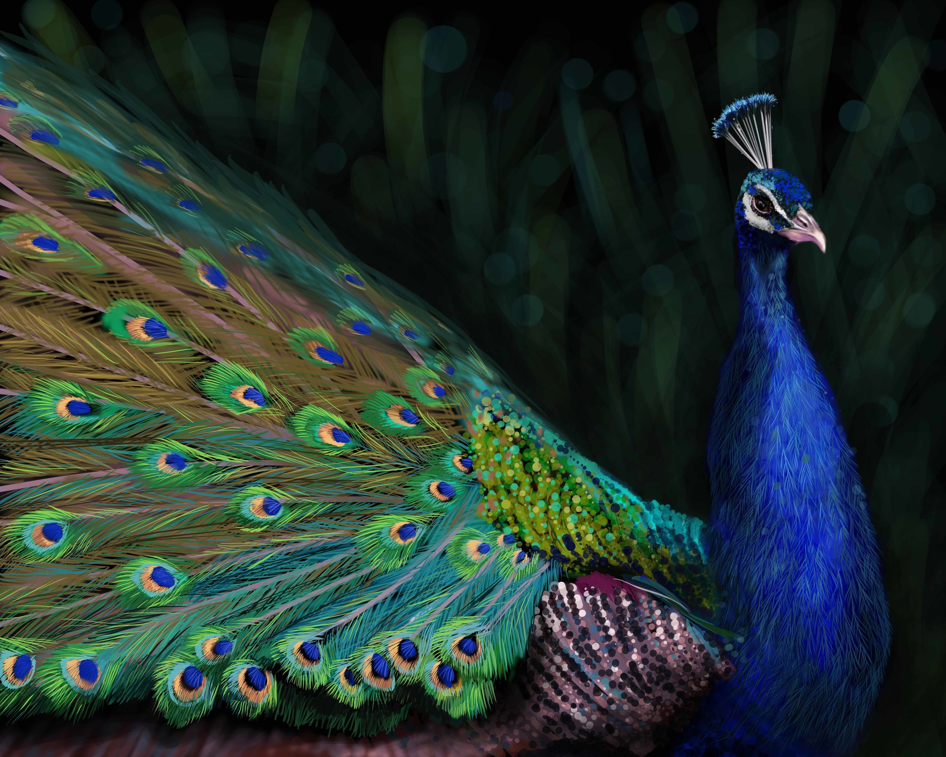 ArtStation - Peacock Study-personal project